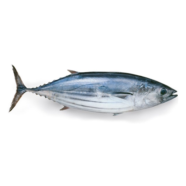 Sarda fresca | Matrice Tuna